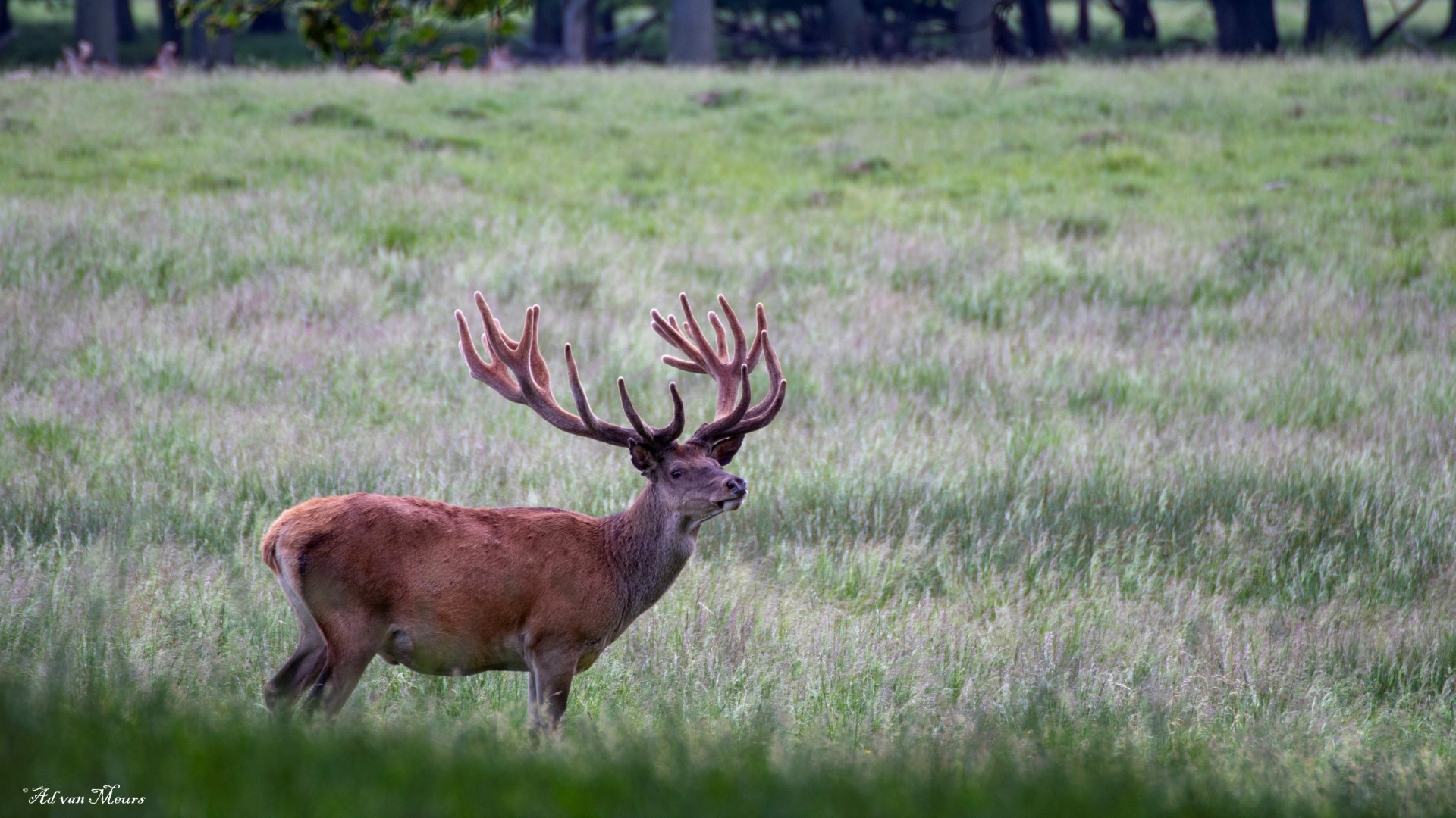 Vakantiekiekjes Ad van Meurs (14) – TV-krant