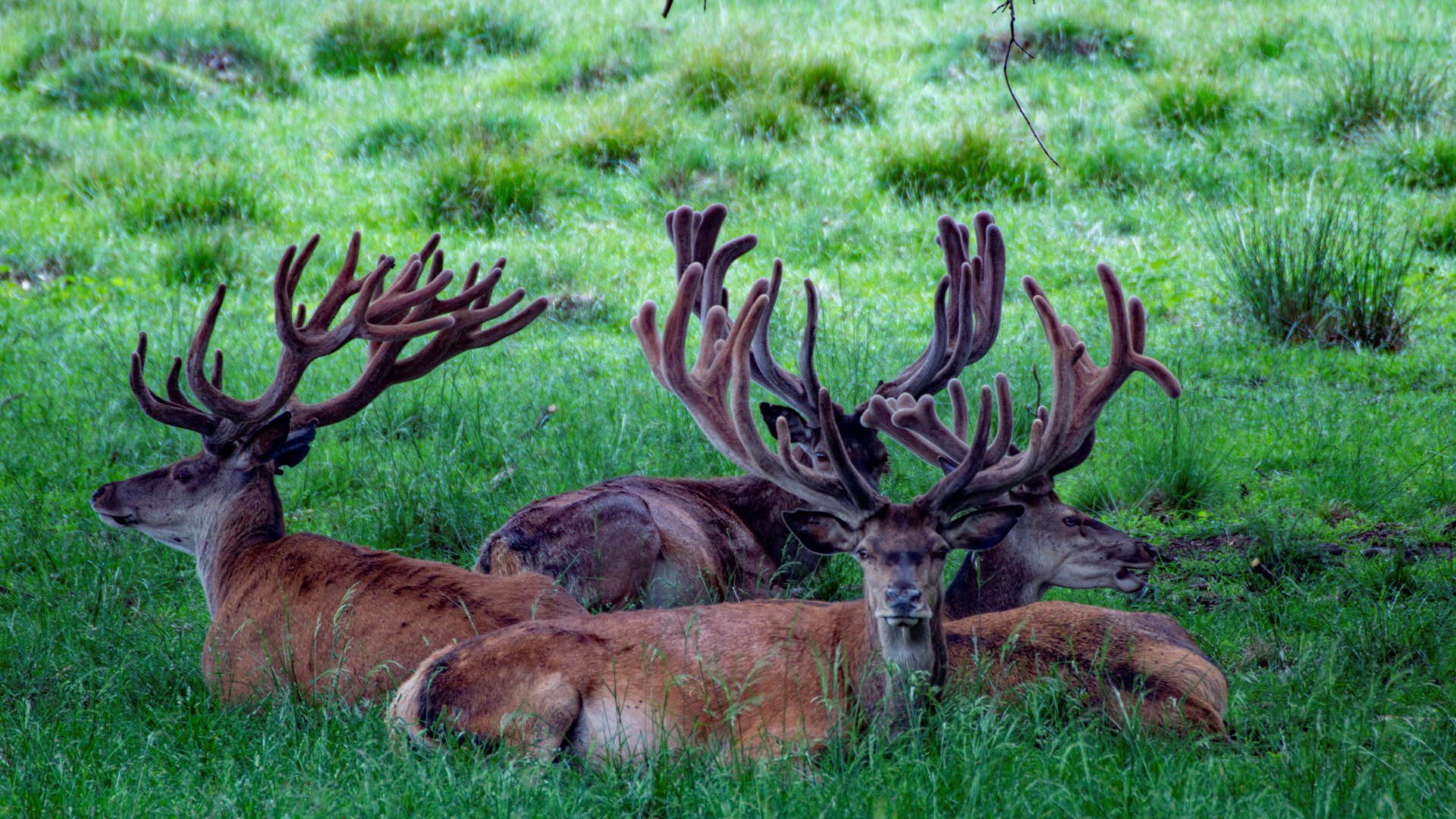 Vakantiekiekjes Ad van Meurs (3) – TV-krant