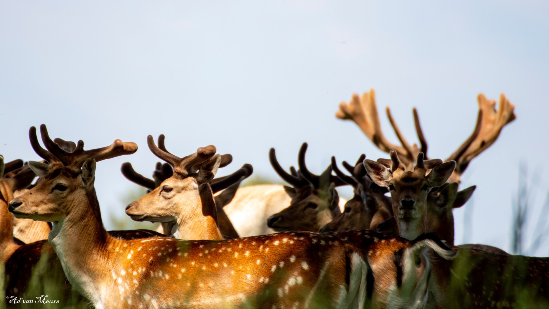 Vakantiekiekjes Ad van Meurs (7) – TV-krant