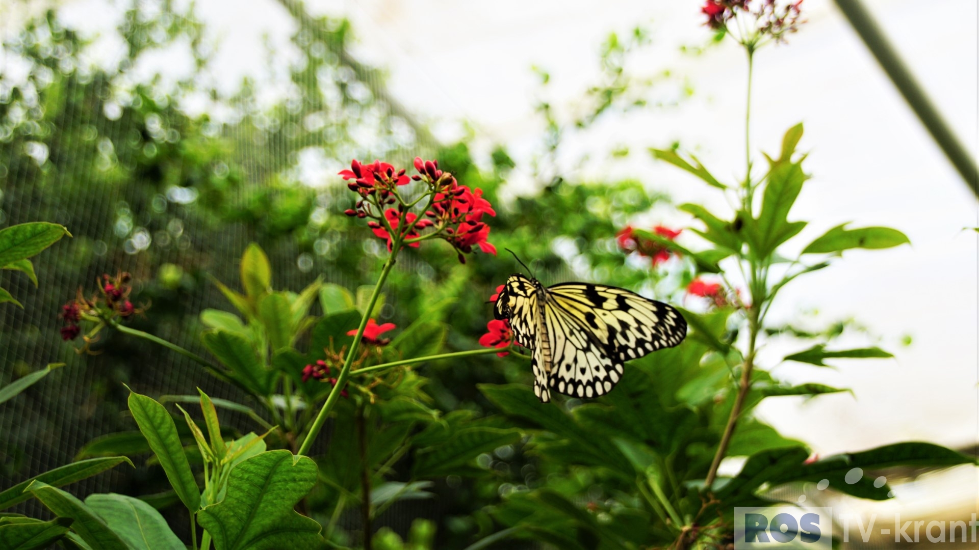 Vlindertuin (05) – TV-krant