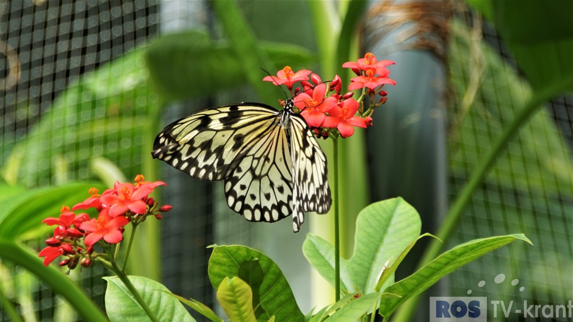 Vlindertuin (07) – TV-krant