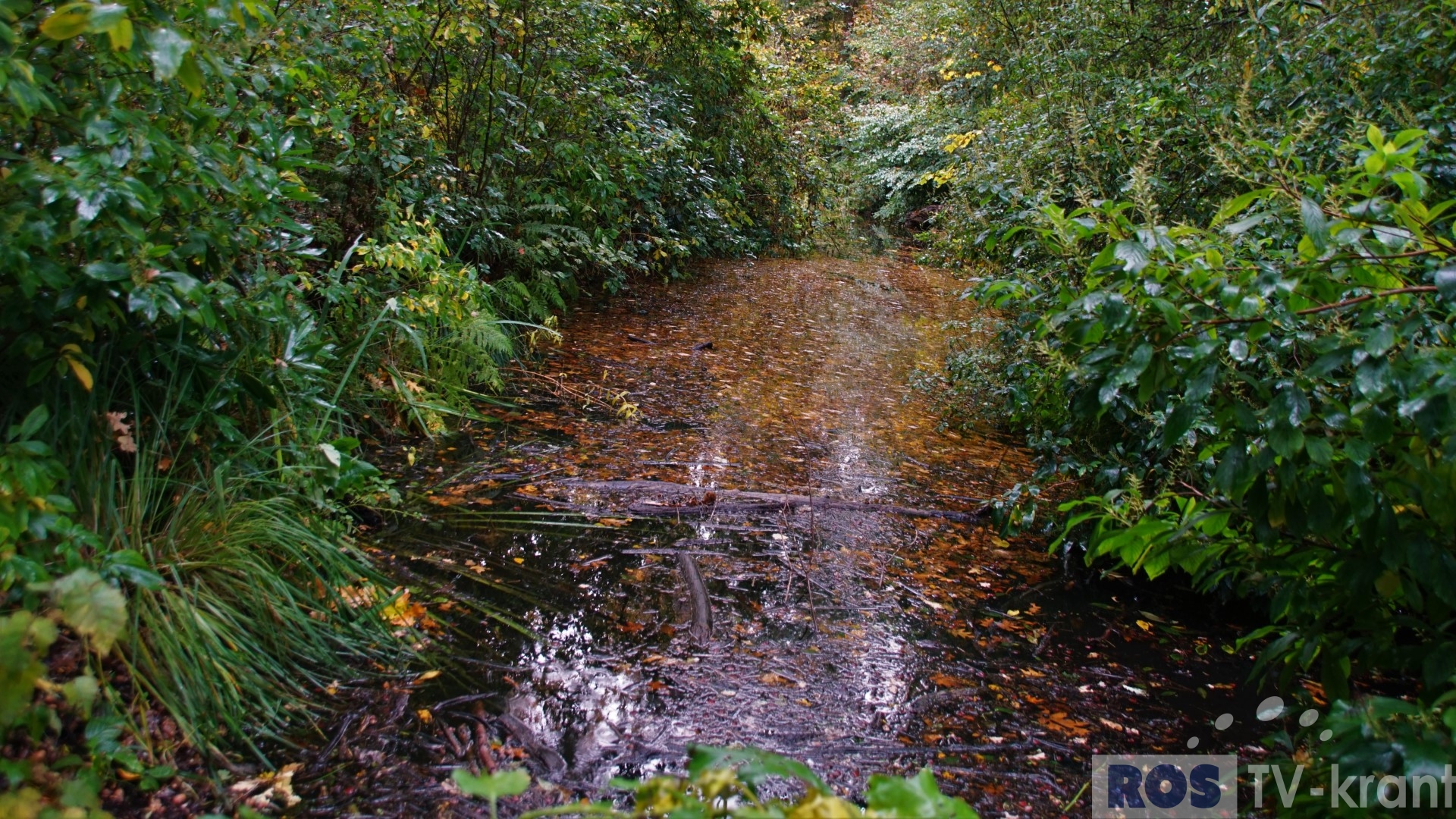 Mooi natuur (03) – TV-krant