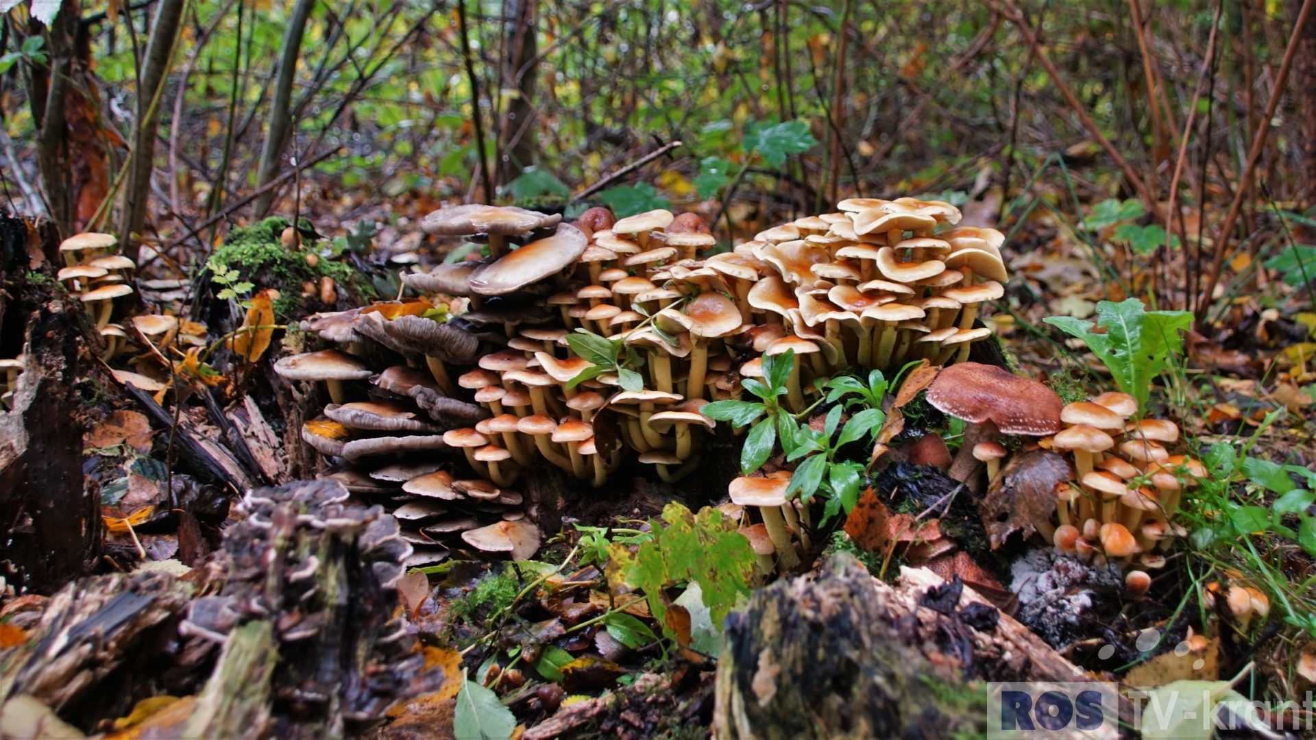 Mooi natuur (07) – TV-krant