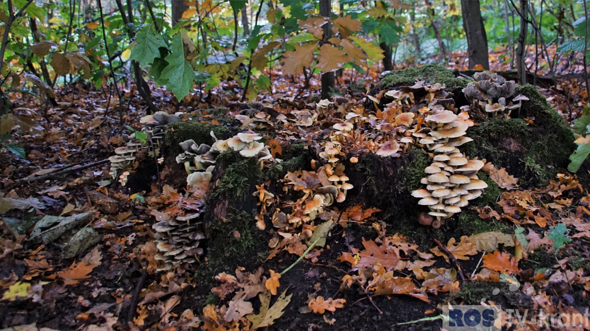 Mooi natuur (16) – TV-krant