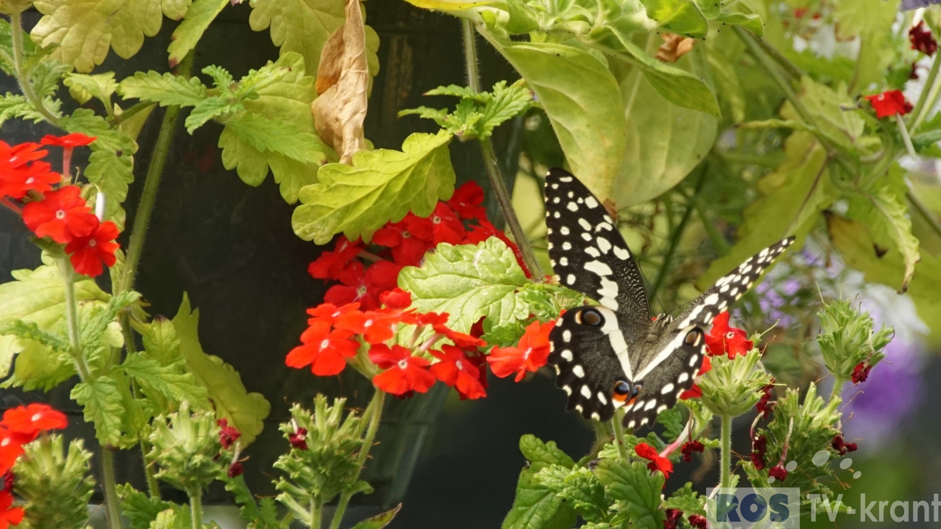 Vlindertuin (03) – TV-krant