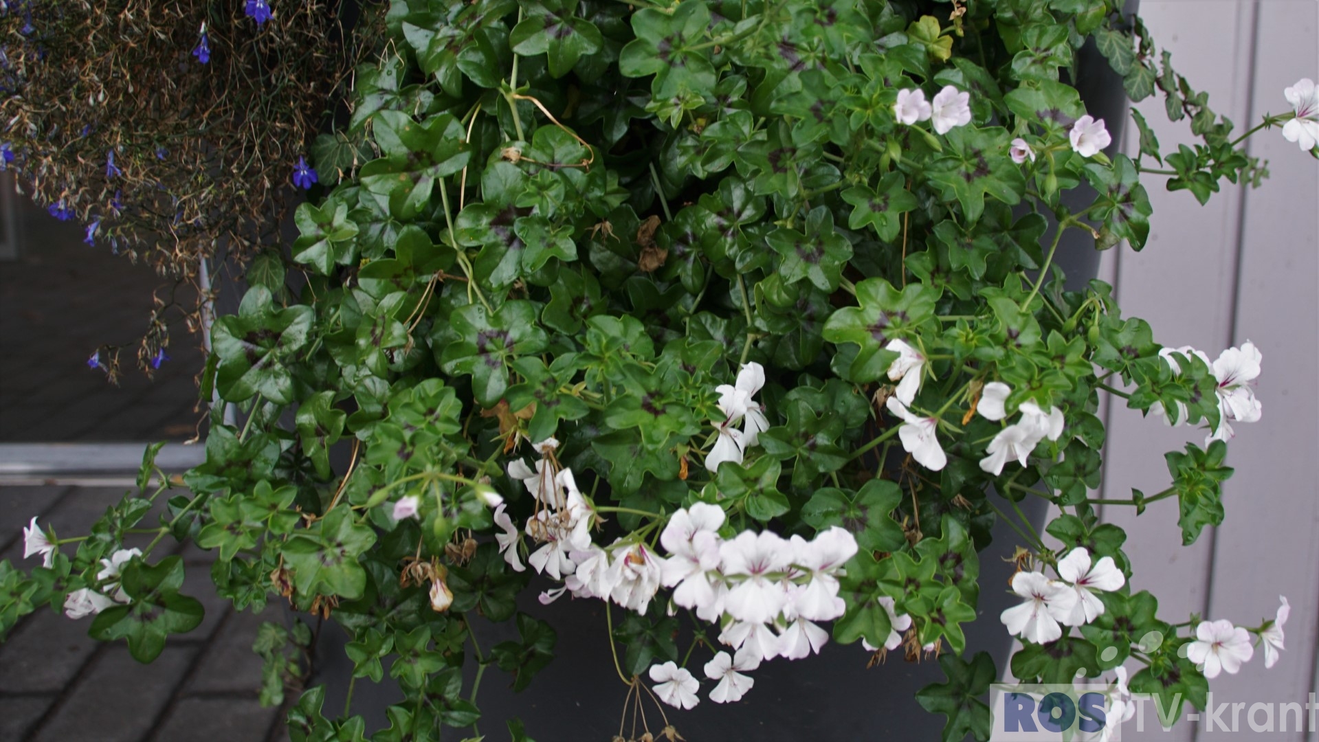 Kerstdisco Annenborch Theo en Rini (01) – TV-krant