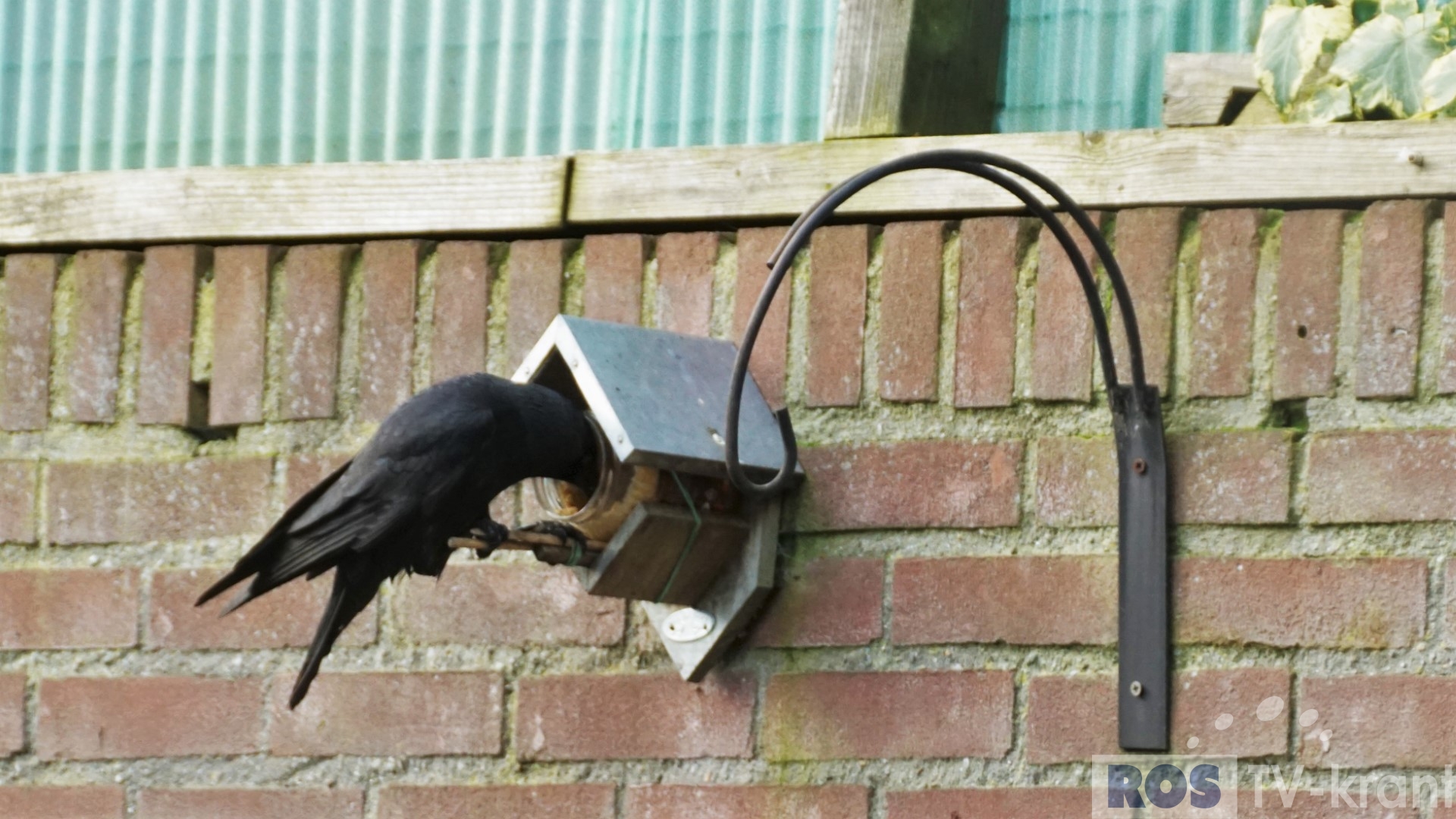 De Raaf (1) – TV-krant